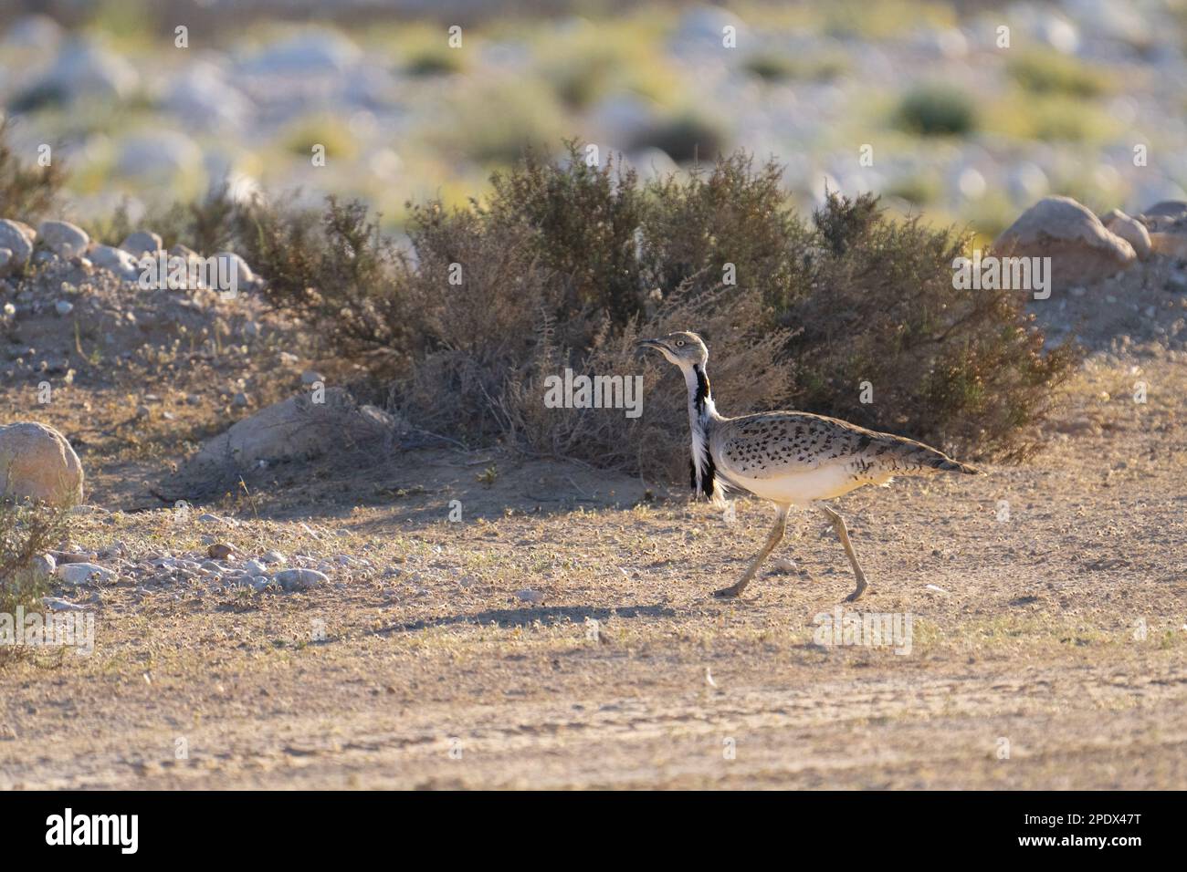Asian houbara, Houbara bustard, MacQueens bustard (Chlamydotis ...