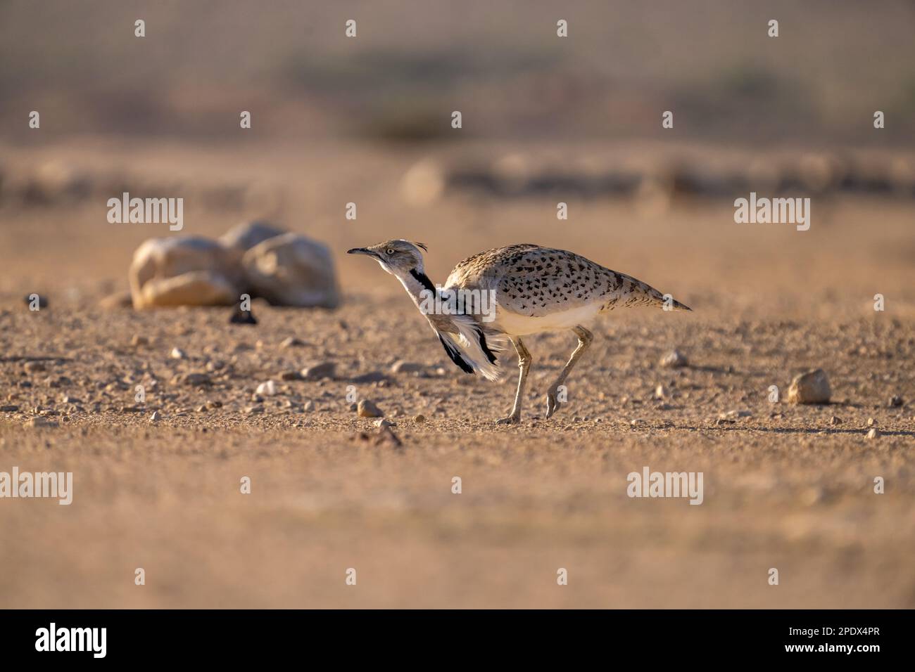 Asian houbara, Houbara bustard, MacQueens bustard (Chlamydotis ...