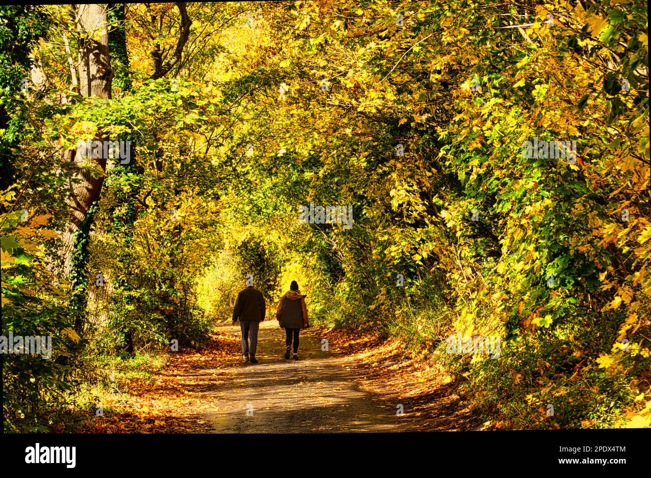 Autumn In The Woodland, Whitchurch On Thames, Oxfordshire, UK Stock ...
