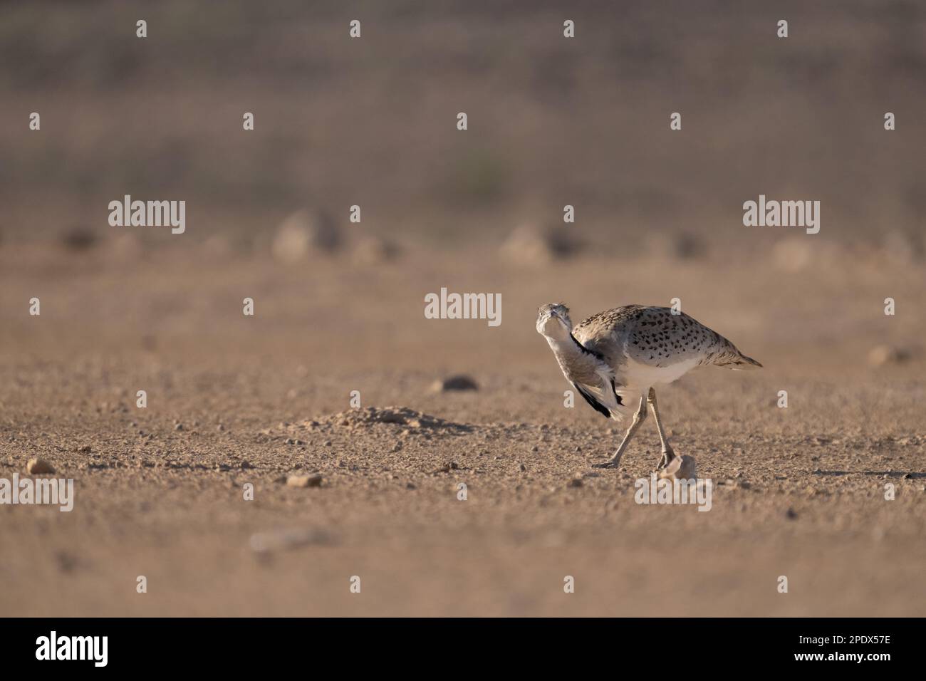 Asian houbara, Houbara bustard, MacQueens bustard (Chlamydotis ...