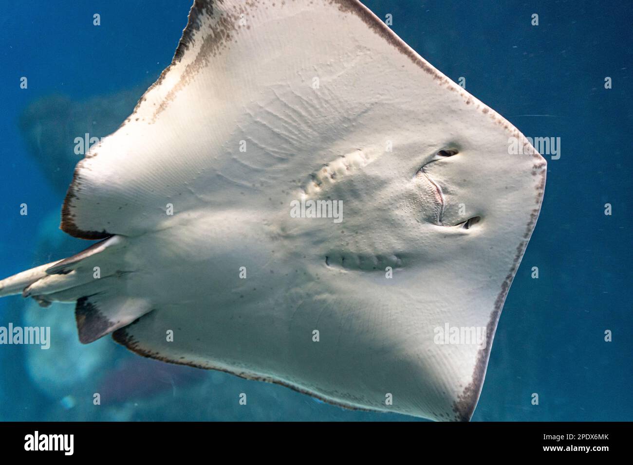 A close up shot of the bottom of a stingray swimming in the ocean Stock ...