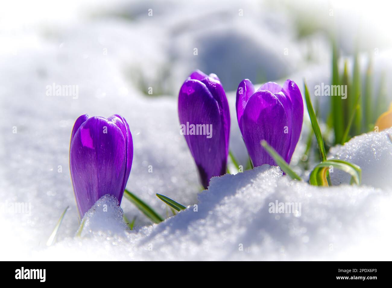 blooming crocusses covered with a fresh layer of march snow Stock Photo ...