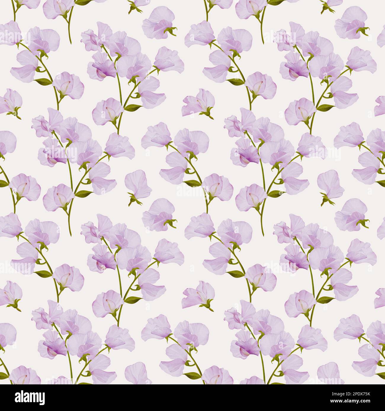 Sweet Pea Flower Seamless Pattern. Elegant Vintage Floral Illustration ...