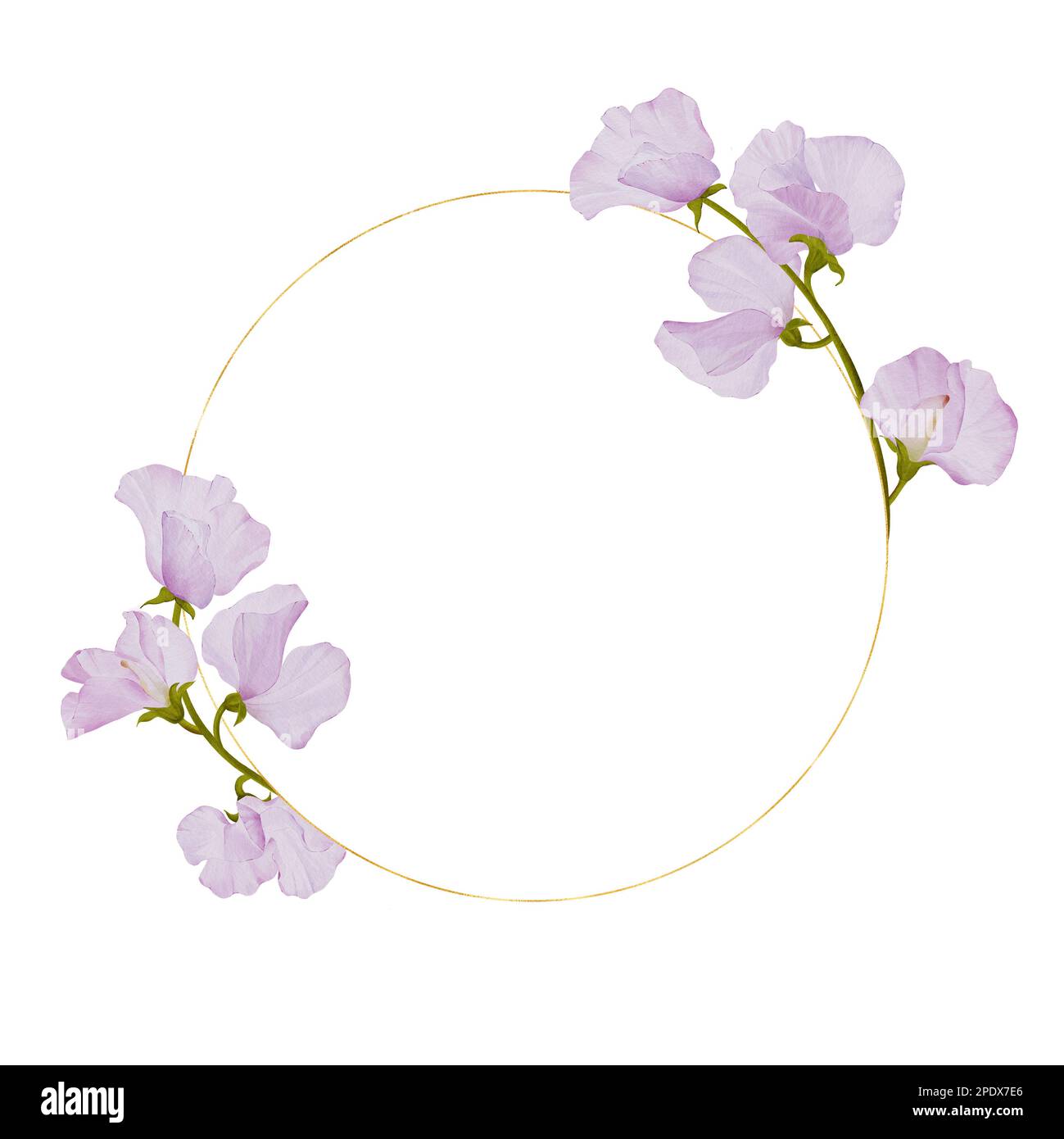 Watercolor Floral Frame. Pink Sweet Pea Watercolor Illustration. Wreath ...