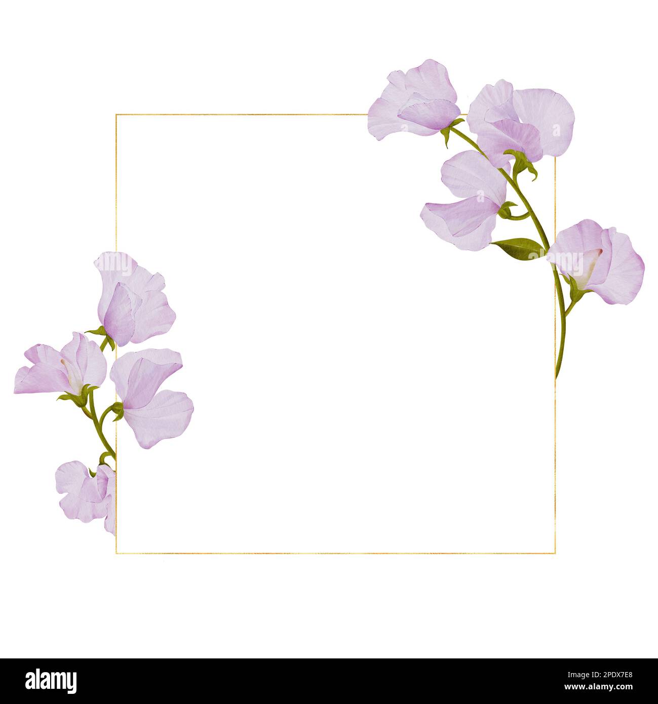 Watercolor Floral Frame. Pink Sweet Pea Watercolor Illustration. Wreath ...