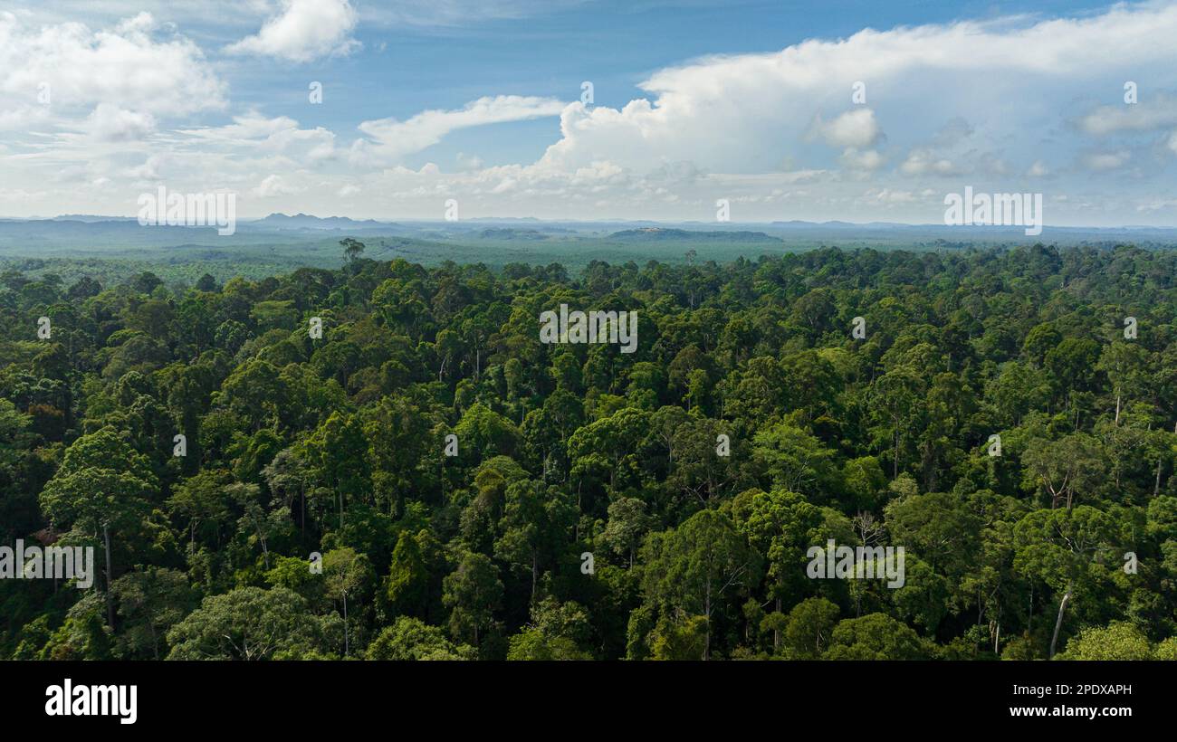 Tropical lowland evergreen forest hi-res stock photography and images ...