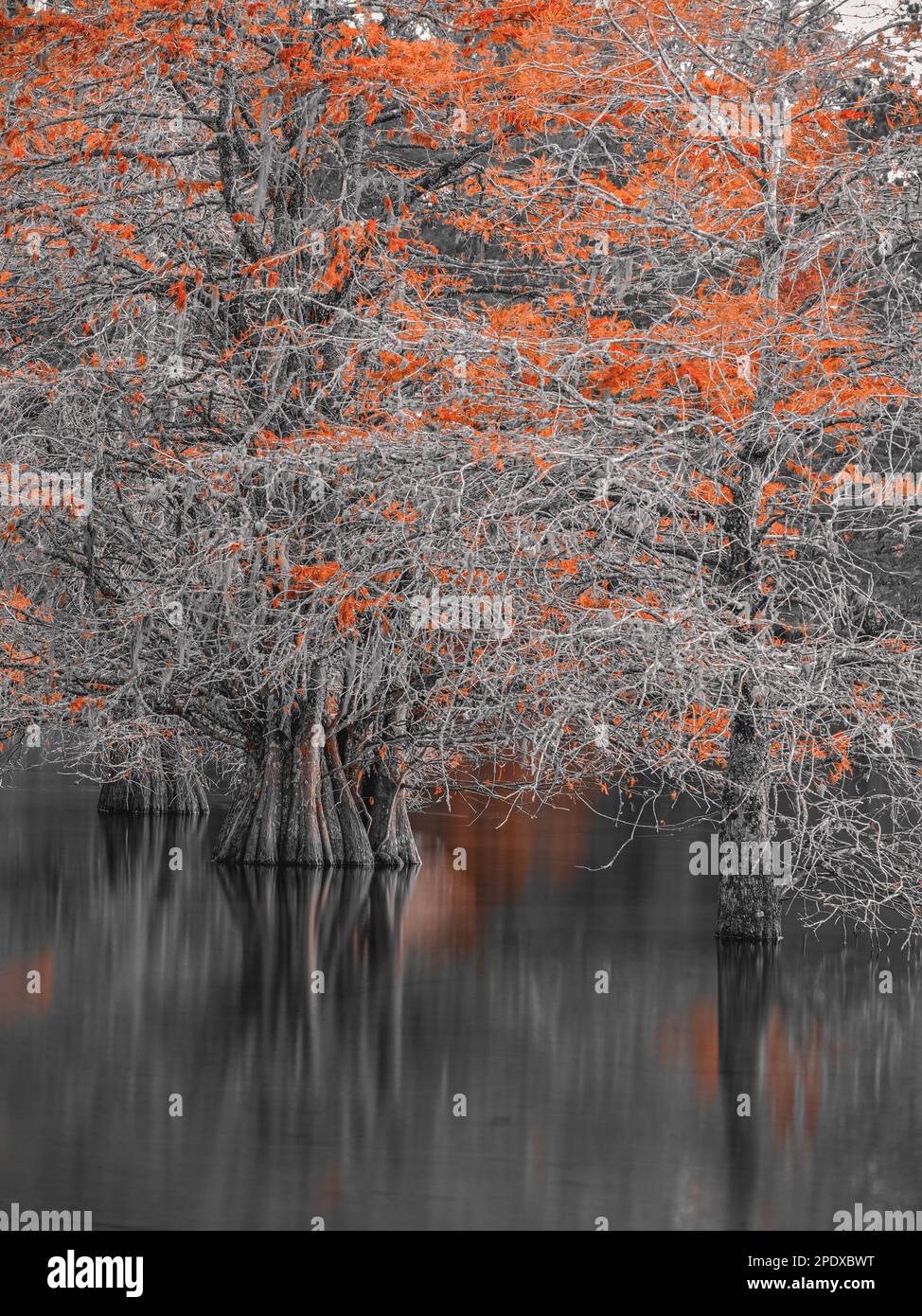 An infrared shot of trees standing in a body of water, illuminated by a ...