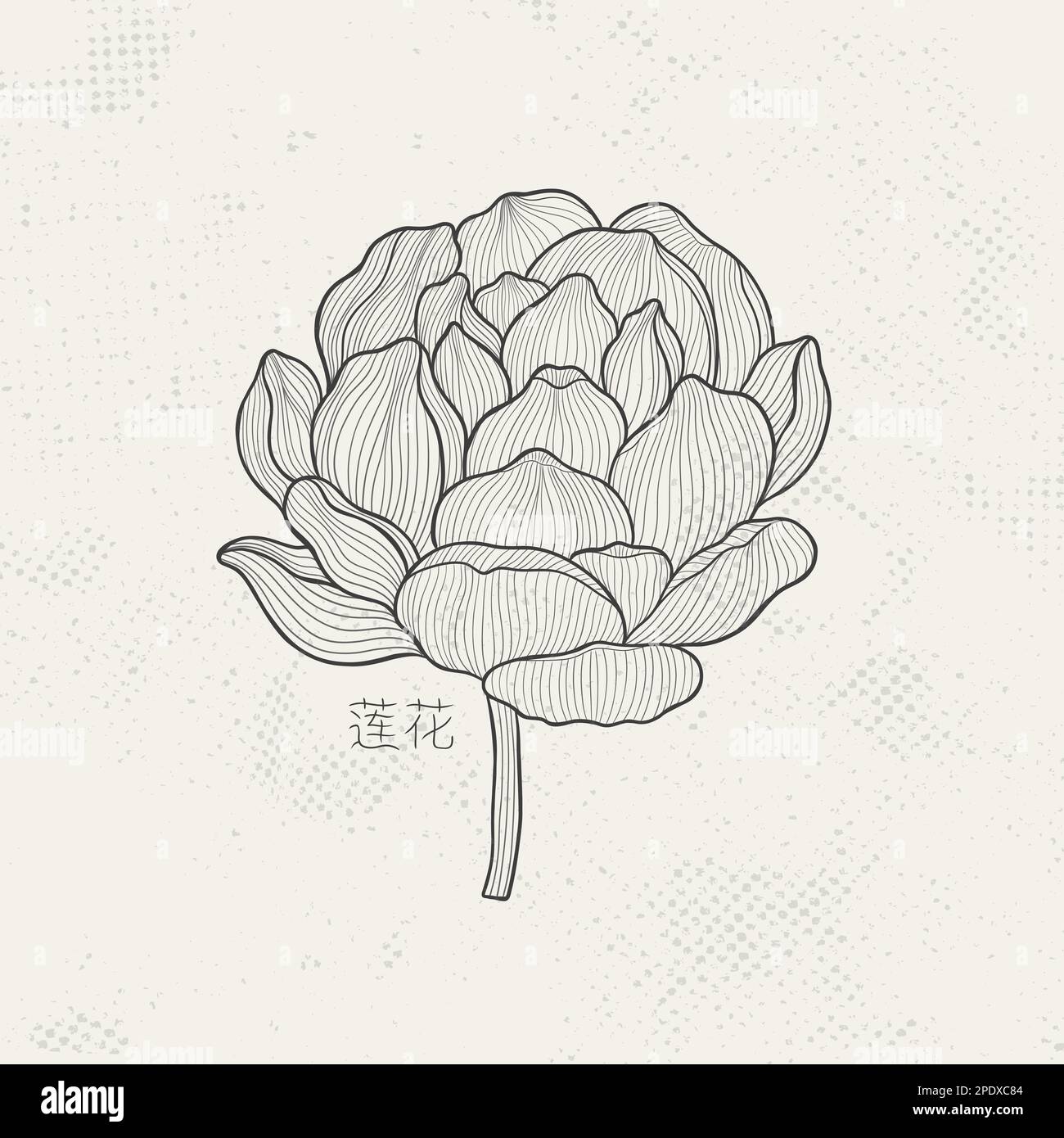 Lotus sketch with fine graceful lines. Isolated flower on a light ...