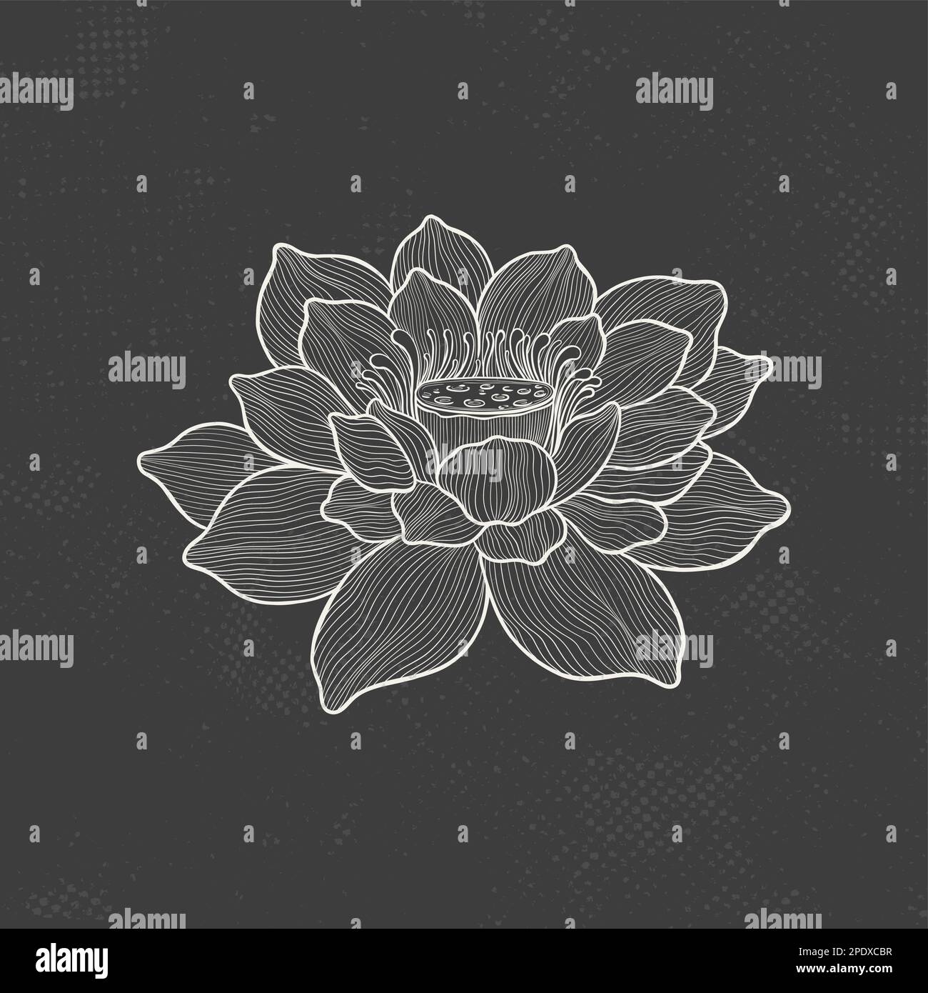Lotus sketch with fine graceful lines. Isolated flower on a dark ...