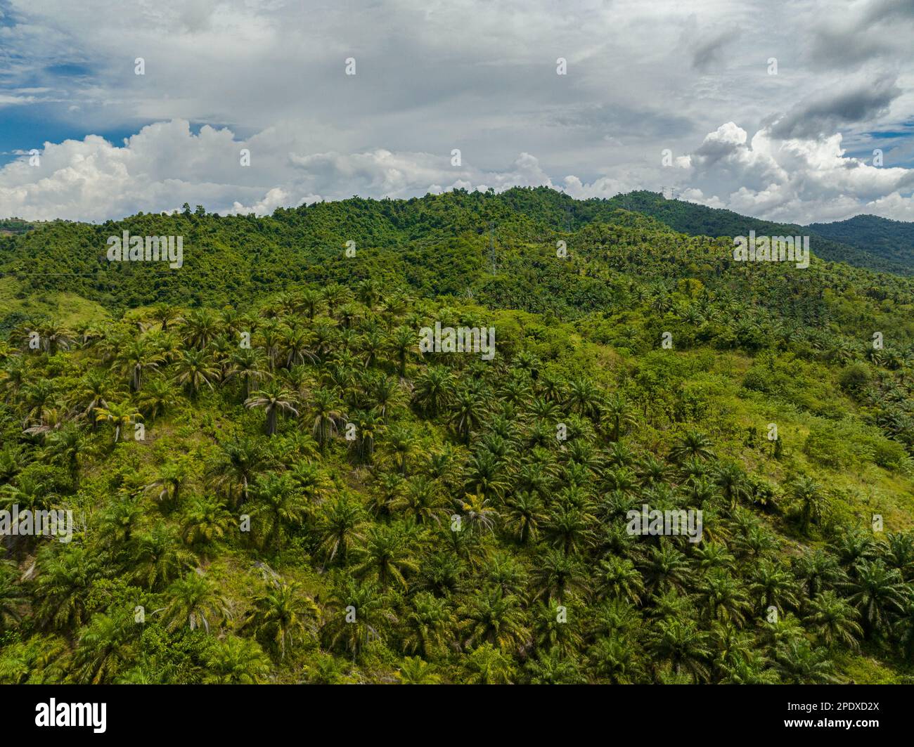 Oil palm plantations in Malaysia. Oil palm estates in Borneo Stock ...