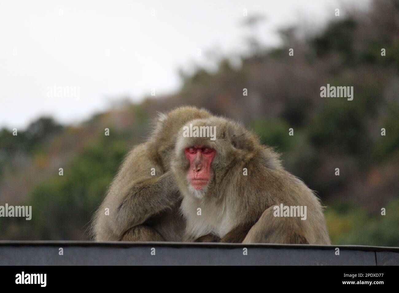 Japan macaque grooming hi-res stock photography and images - Alamy