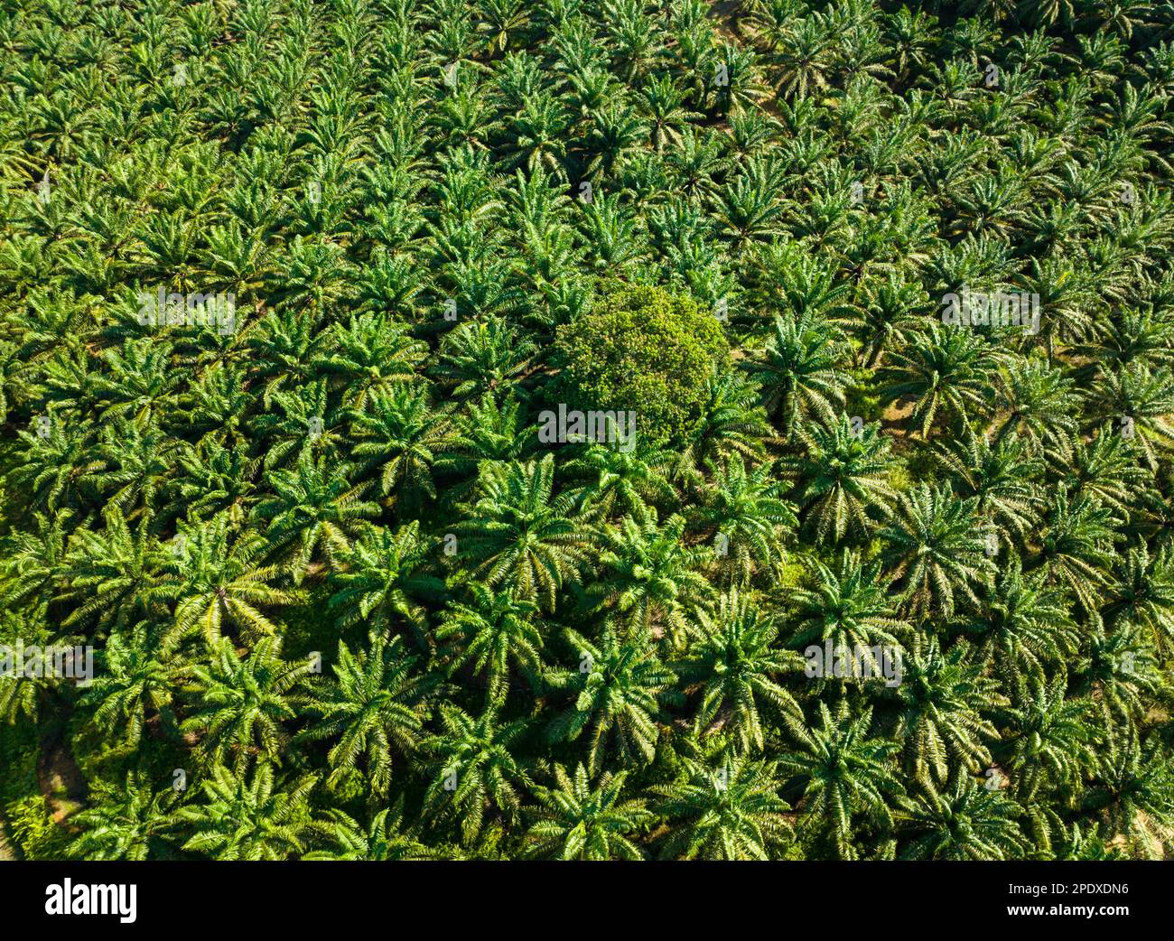 Aerial drone of oil palm plantations in Malaysia. Oil palm estates in ...