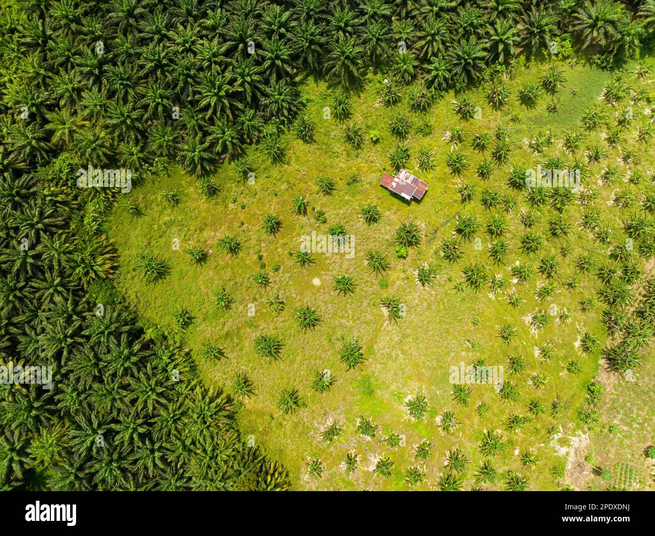 Aerial drone of oil palm plantations in Malaysia. Oil palm estates in ...