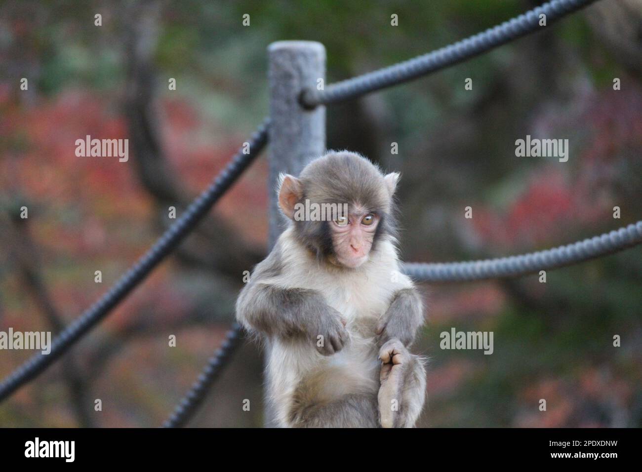 Japanese macaque baby hi-res stock photography and images - Alamy