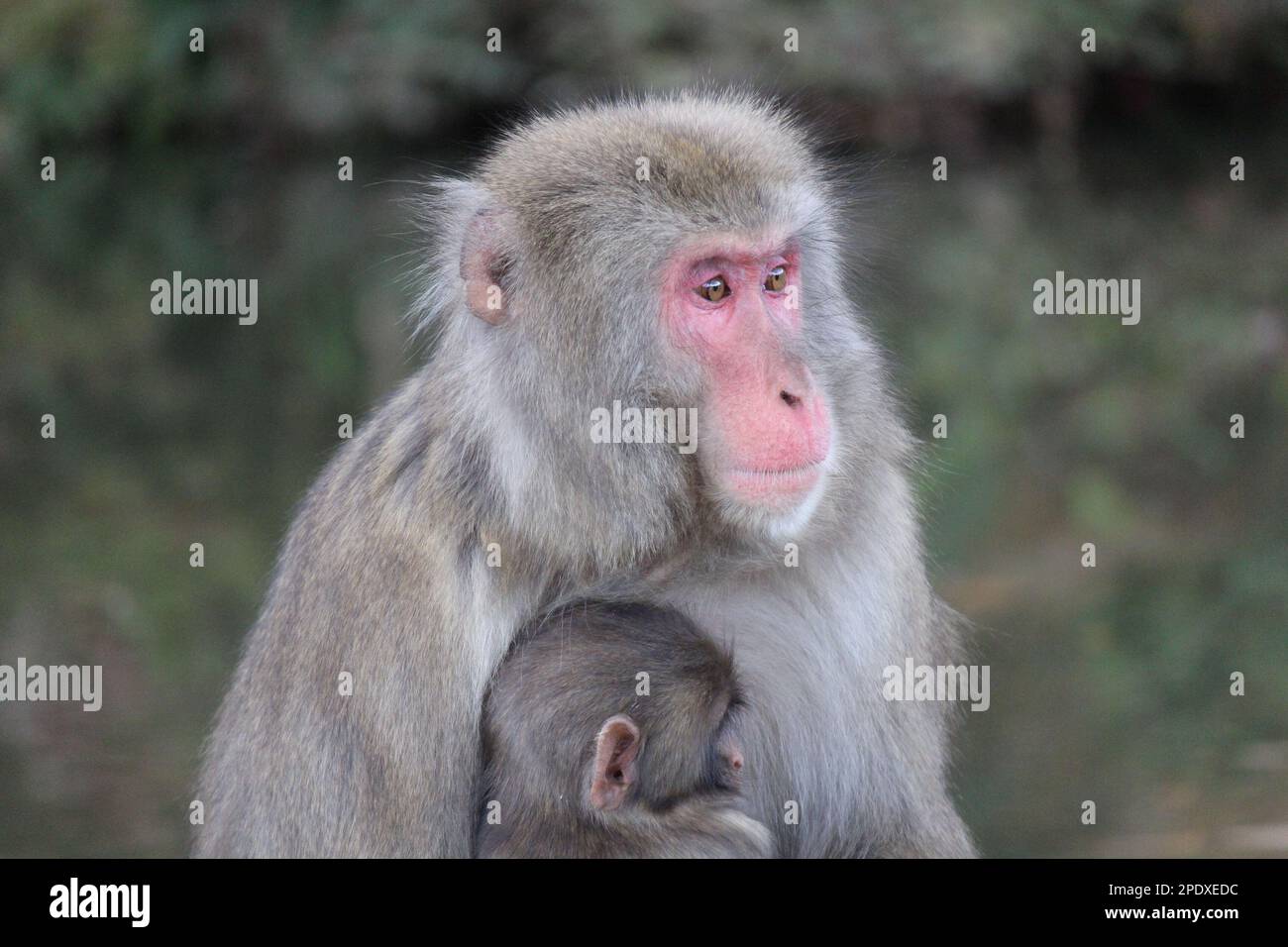 Japanese macaque (mother and child) in Kyoto, Japan Stock Photo - Alamy