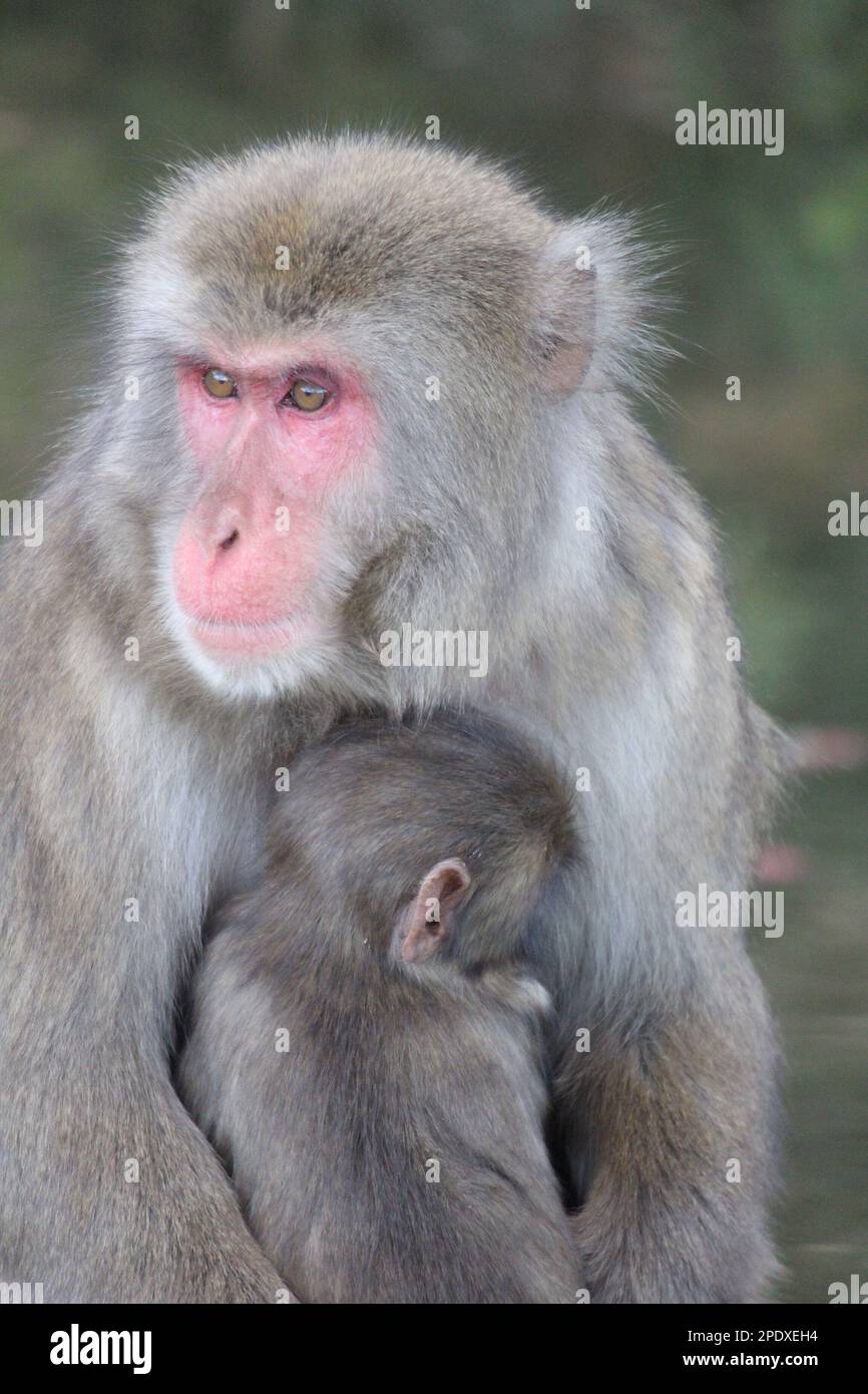 Japanese macaque (mother and child) in Kyoto, Japan Stock Photo - Alamy