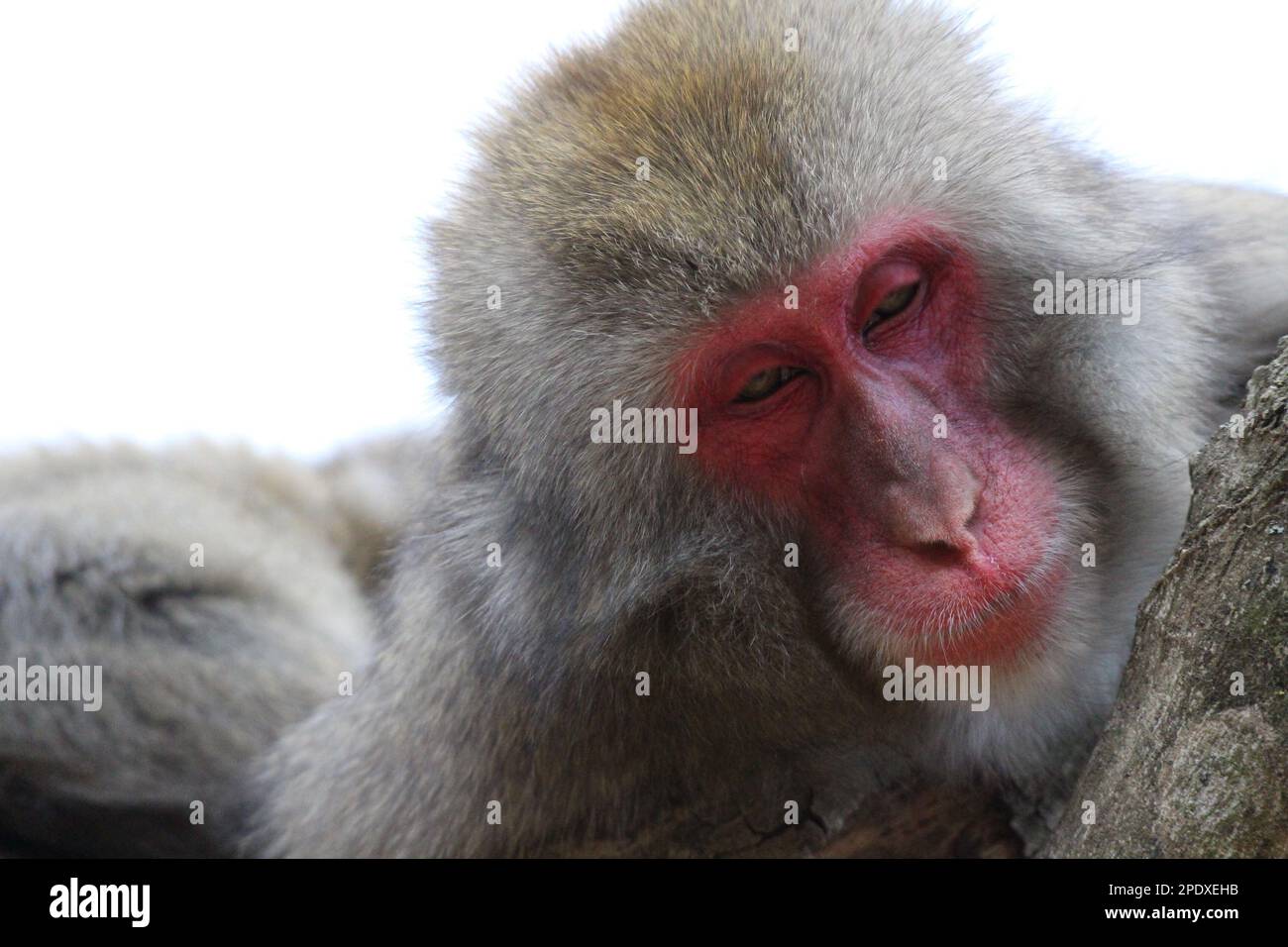 Japanese macaque sleeping in Kyoto, Japan Stock Photo - Alamy