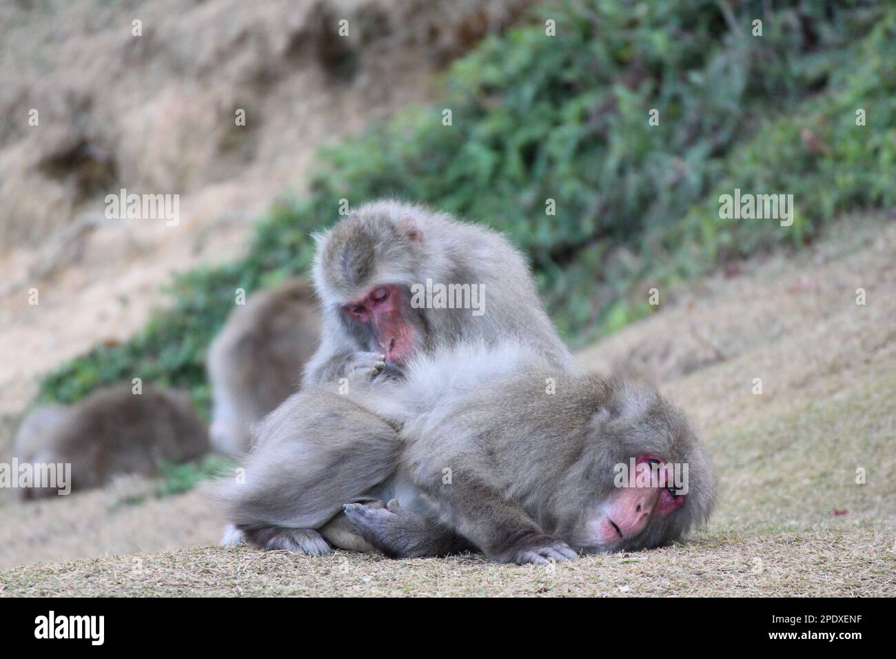 Japan macaque grooming hi-res stock photography and images - Alamy