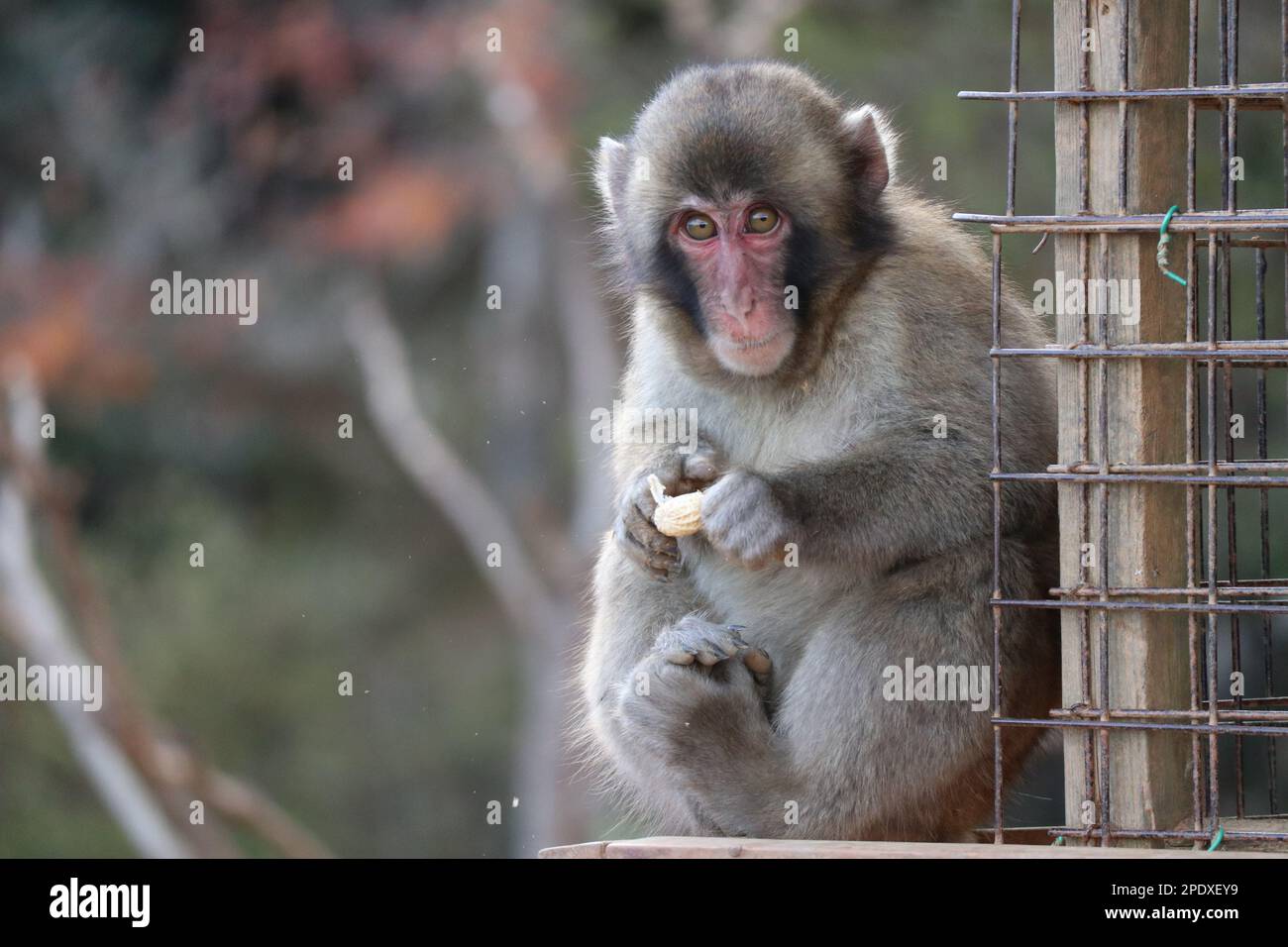 Japanese macaque in Kyoto, Japan Stock Photo - Alamy