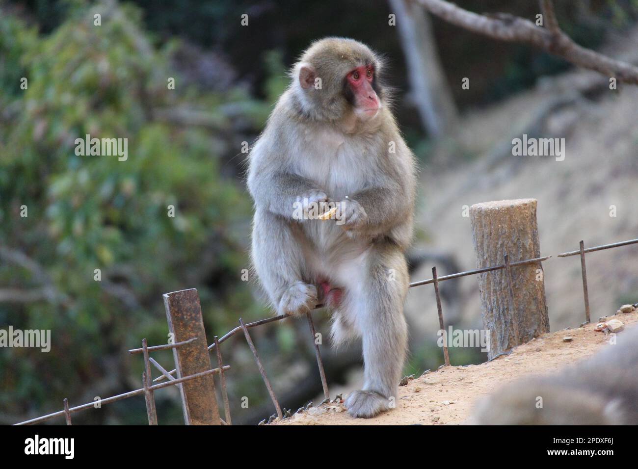Japanese macaque in Kyoto, Japan Stock Photo - Alamy