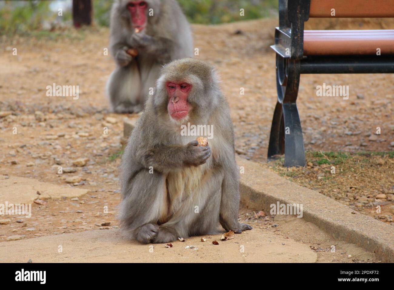 Japanese macaque in Kyoto, Japan Stock Photo - Alamy