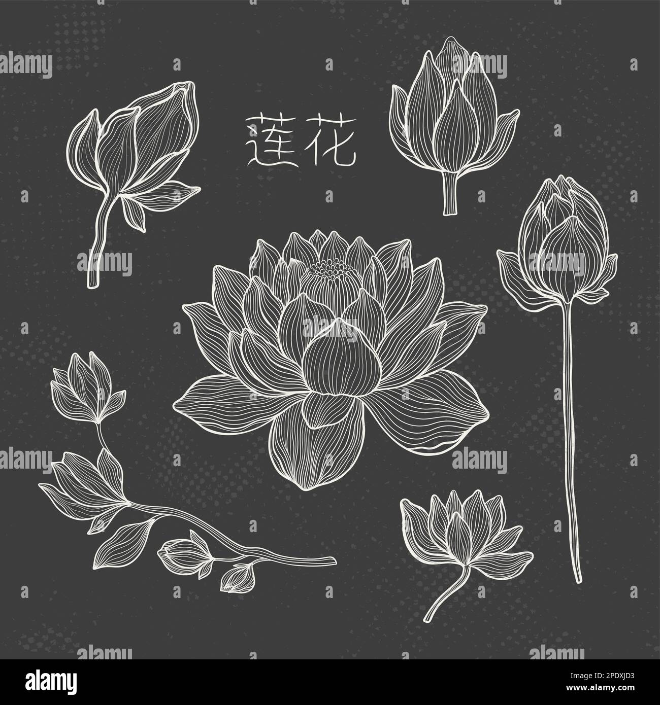 Lotus sketch with fine graceful lines. Isolated flower on a dark ...