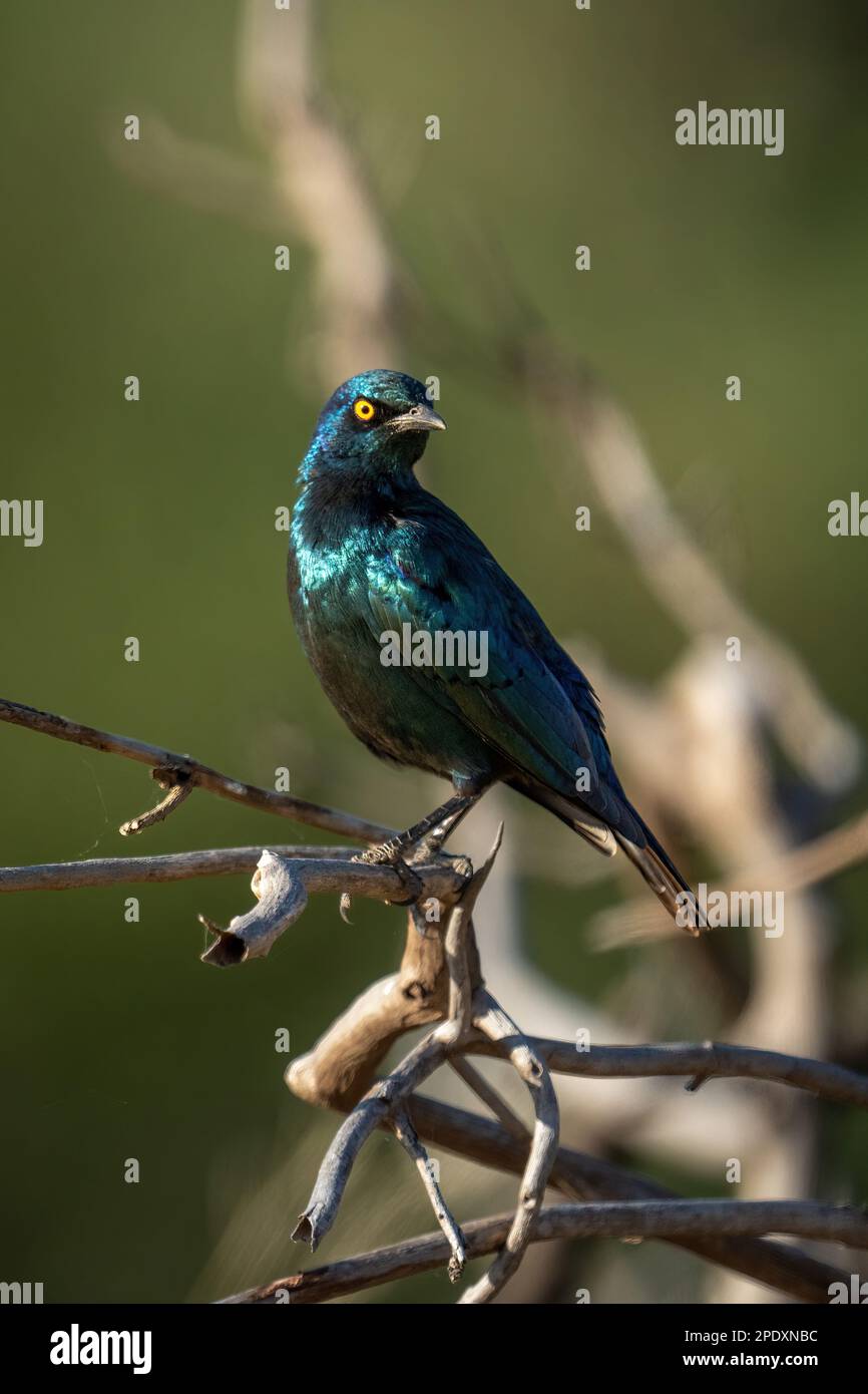 Greater blue-eared starling turning head on tree Stock Photo - Alamy