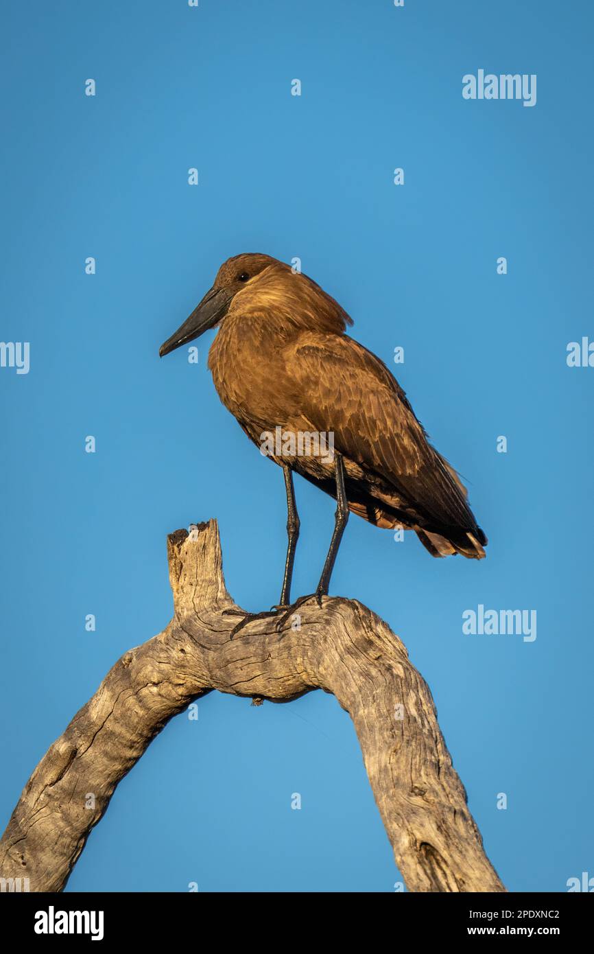 Hamerkop on branch hi-res stock photography and images - Alamy