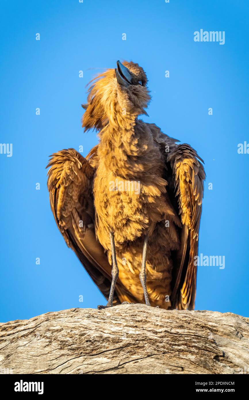 Hamerkop on branch hi-res stock photography and images - Alamy