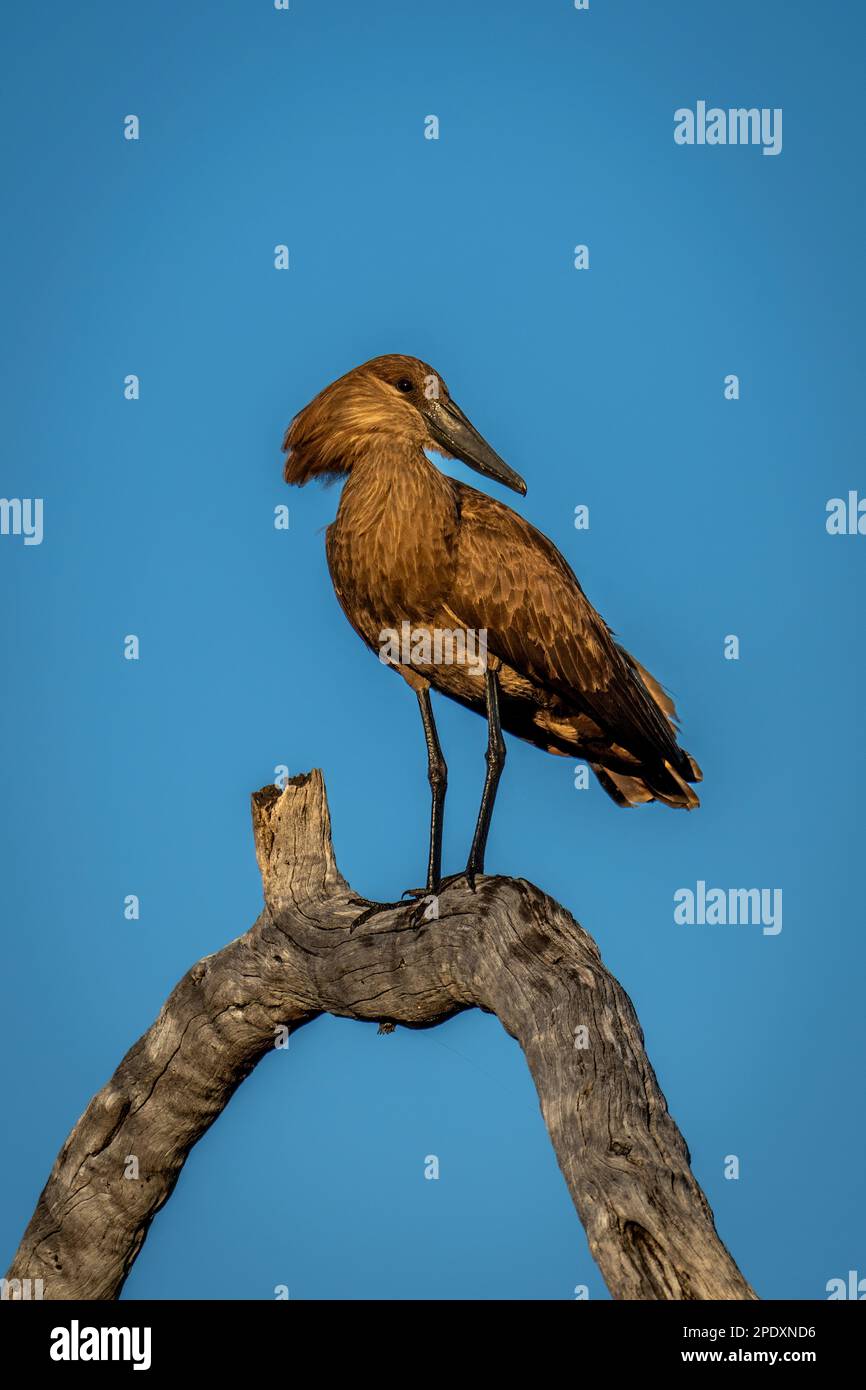 Hamerkop on branch hi-res stock photography and images - Alamy
