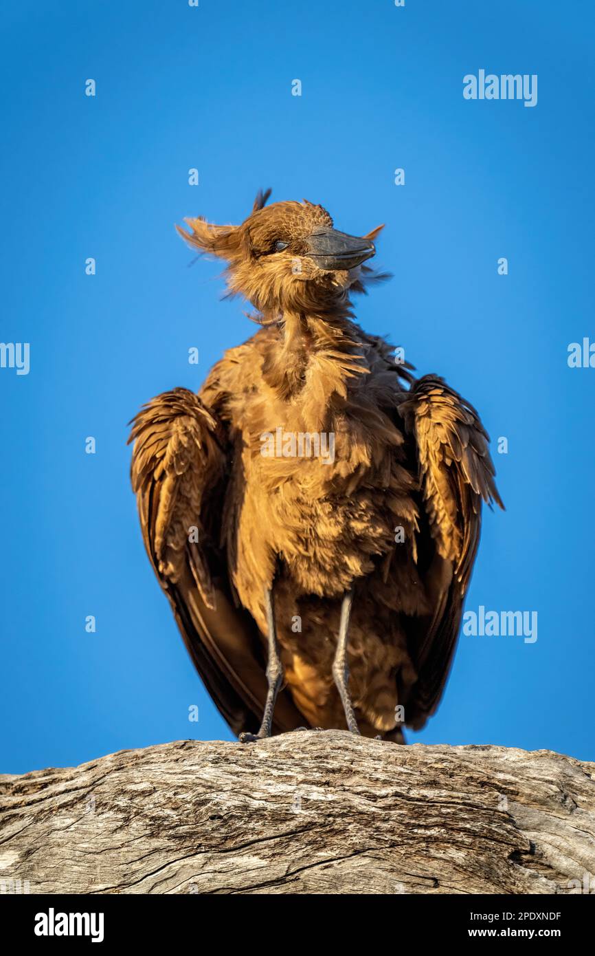 Hamerkop on branch hi-res stock photography and images - Alamy