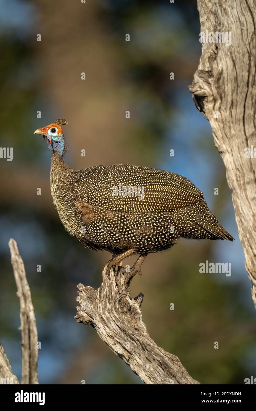 Guineafowl in tree hi-res stock photography and images - Alamy