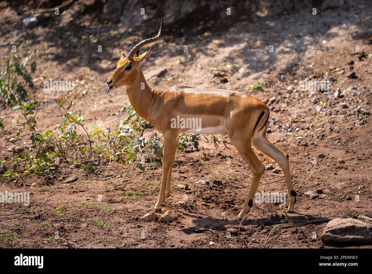 Impala with missing horn stands showing tongue Stock Photo - Alamy