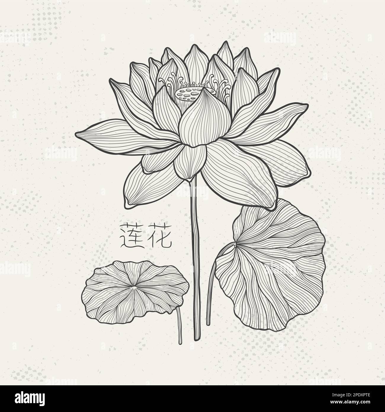 Lotus sketch with fine graceful lines. Isolated flower on a light ...