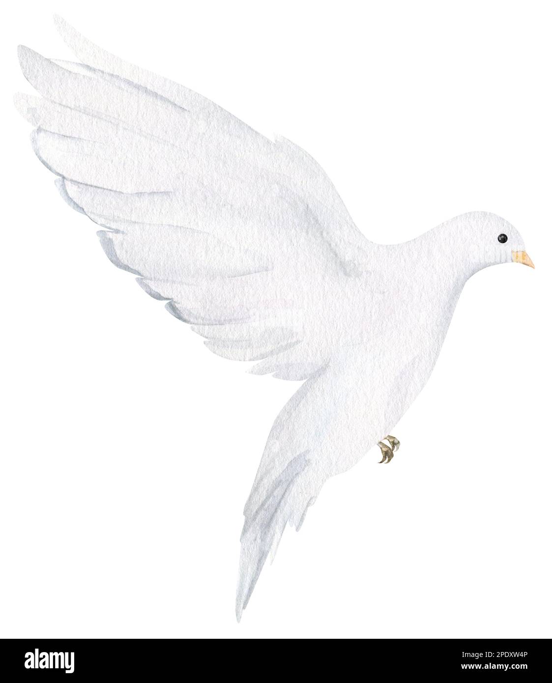 Watercolor white dove. Hand drawn watercolor illustration. decorative ...
