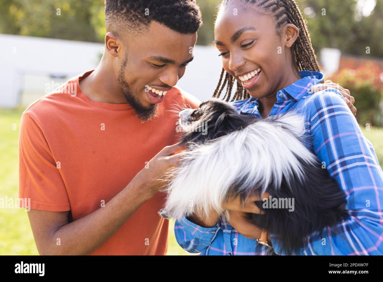 Healthy cute happy pet dog hi-res stock photography and images - Alamy