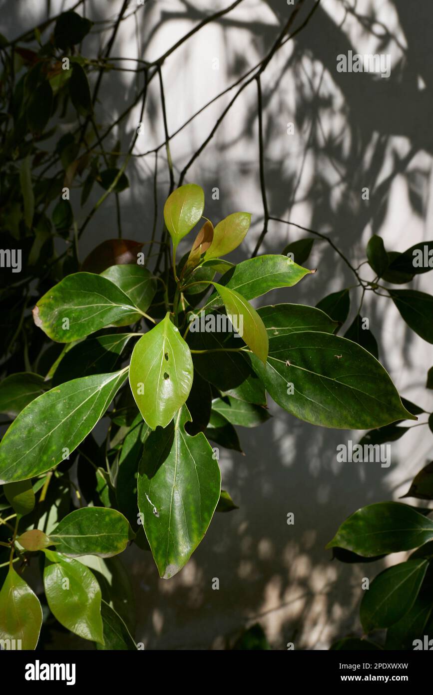 Camphora officinarum branch and bark close up Stock Photo - Alamy