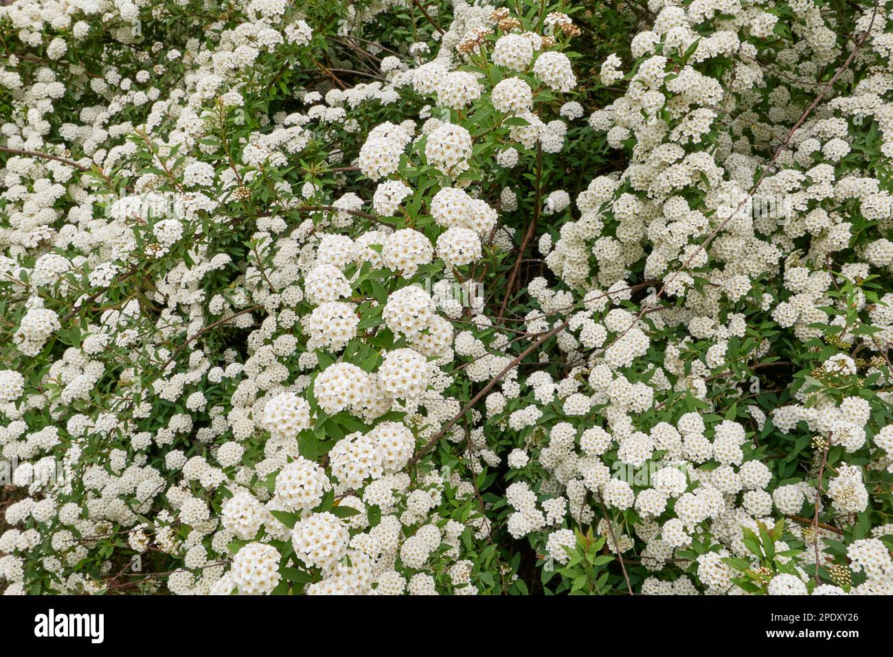Reeves spirea hi-res stock photography and images - Alamy