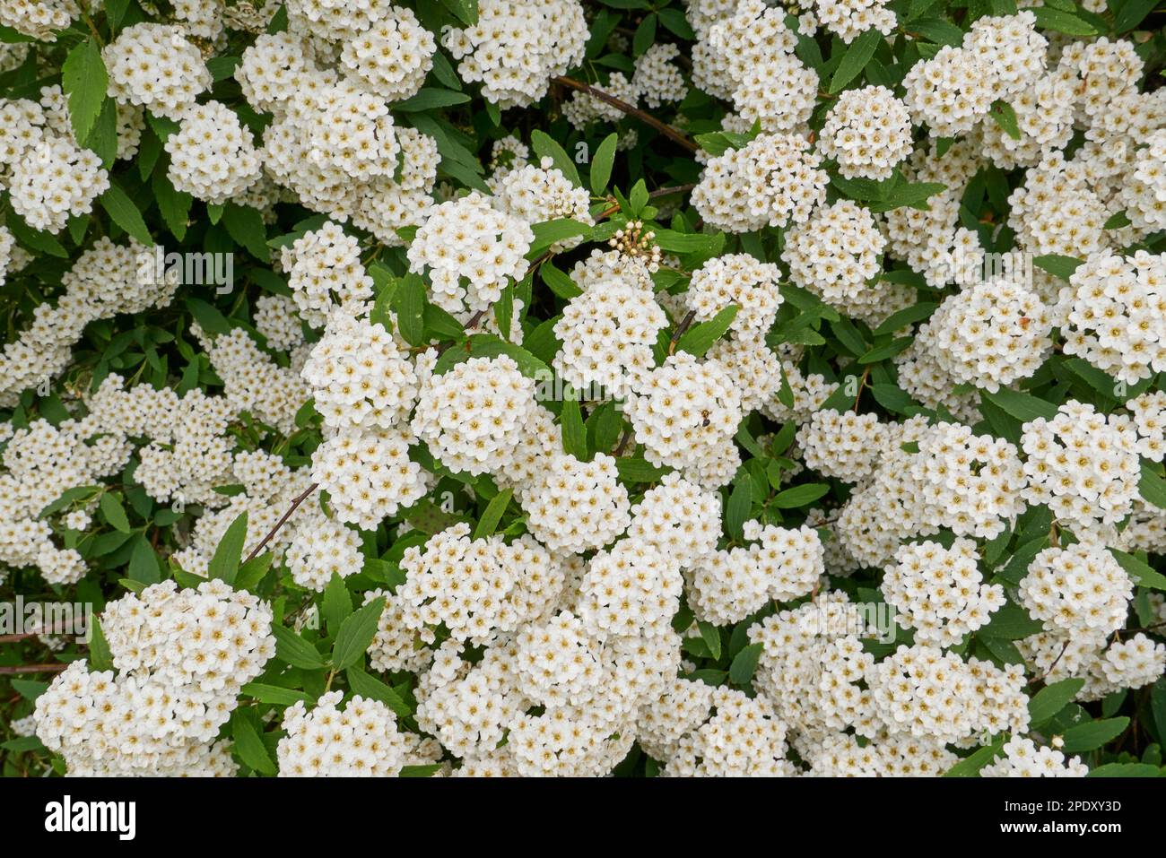 Spiraea cantoniensis shrub in bloom Stock Photo - Alamy