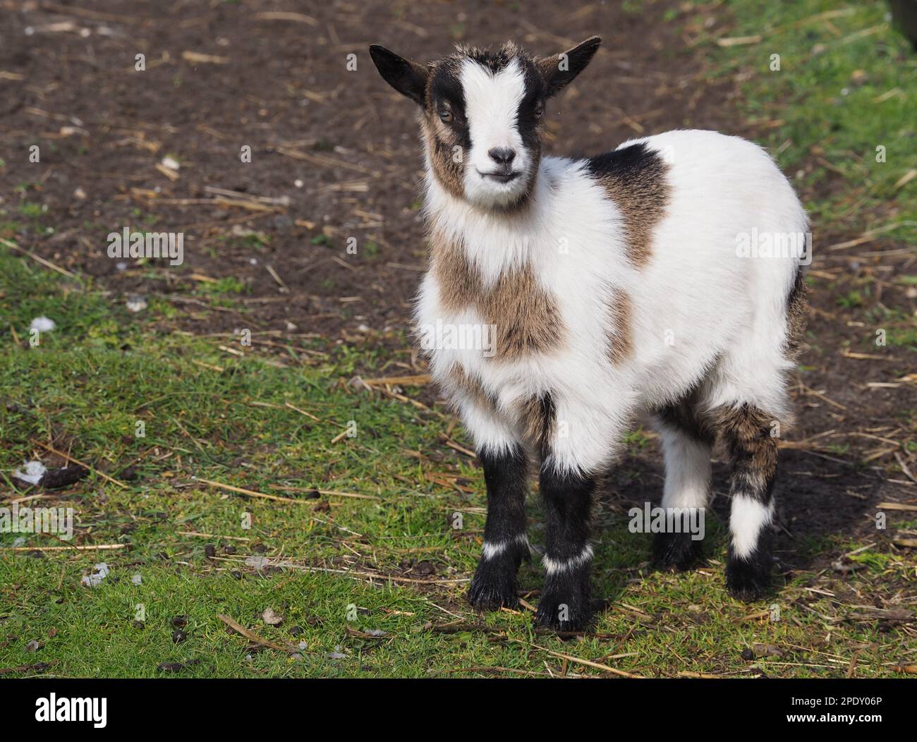 Goat ears hi-res stock photography and images - Alamy