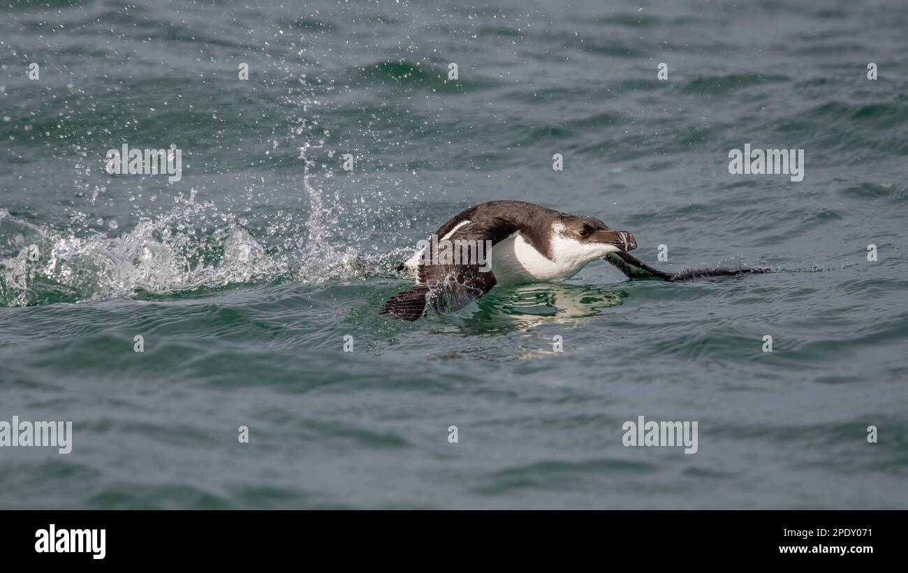 Closeup of a Razorbill bird in flight rising from the ocean surface ...