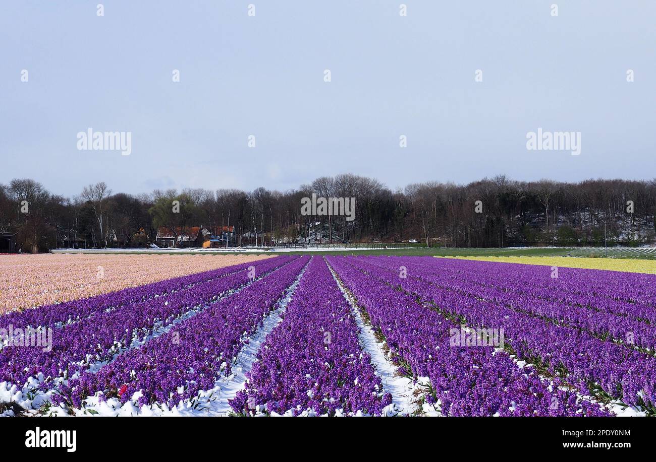 A stunning rural landscape with a large farm field of purple flowers ...