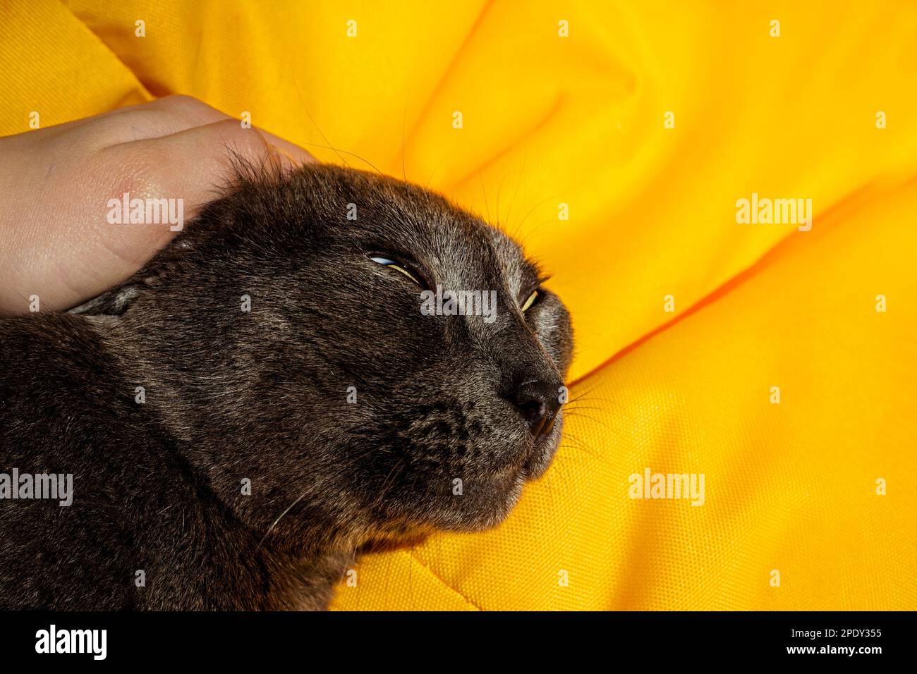 hand scratching the muzzle of a disgruntled Burmese cat on a yellow ...