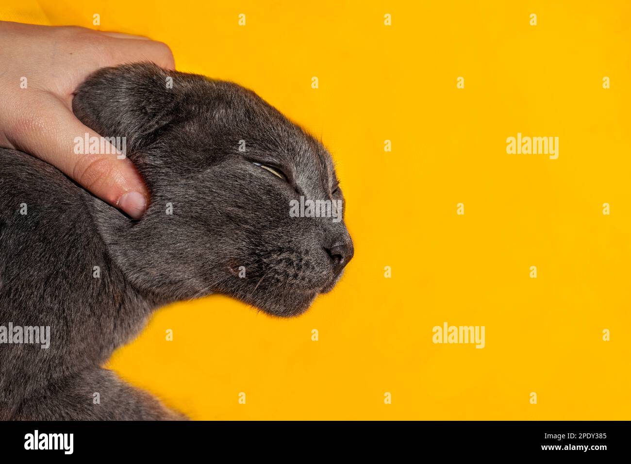 caressing the muzzle of a disgruntled gray cat on a yellow background ...