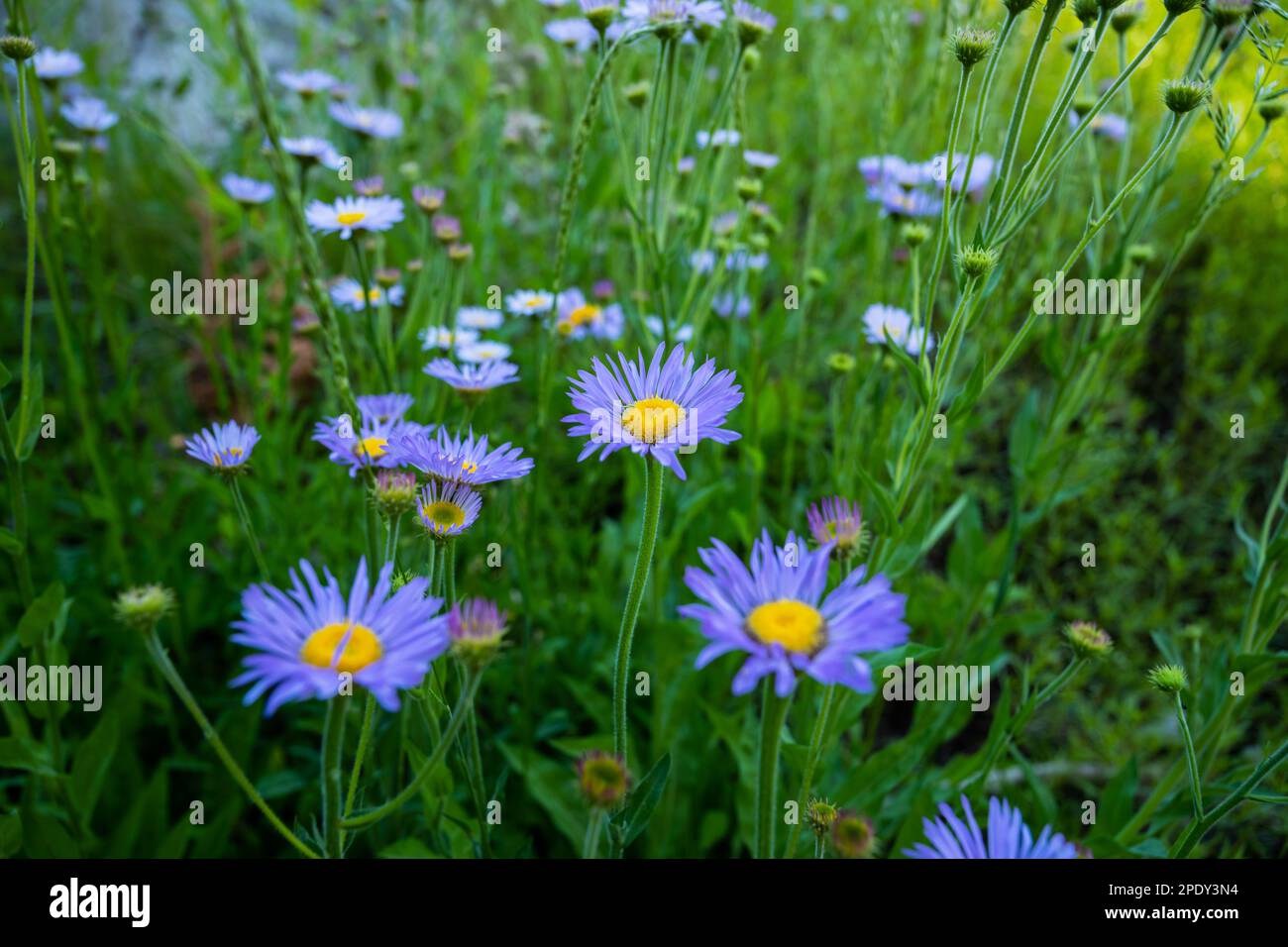 Aster wildflowers hi-res stock photography and images - Alamy