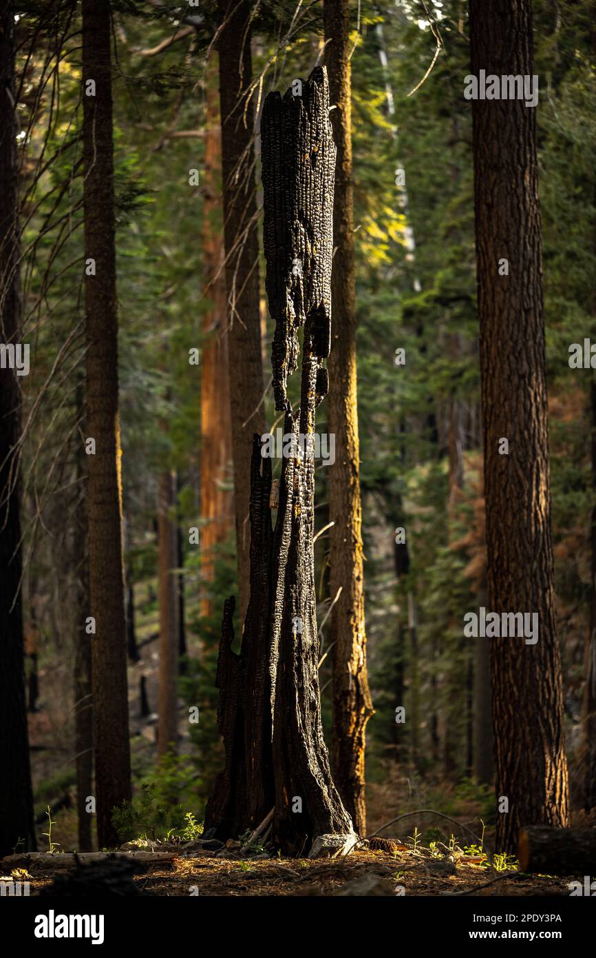 Badly Burned Tree Trunk Barely Stands in Sequoia National Park Stock ...