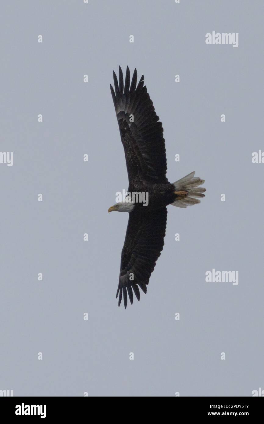 Majestic bald eagle gliding through the air Stock Photo - Alamy
