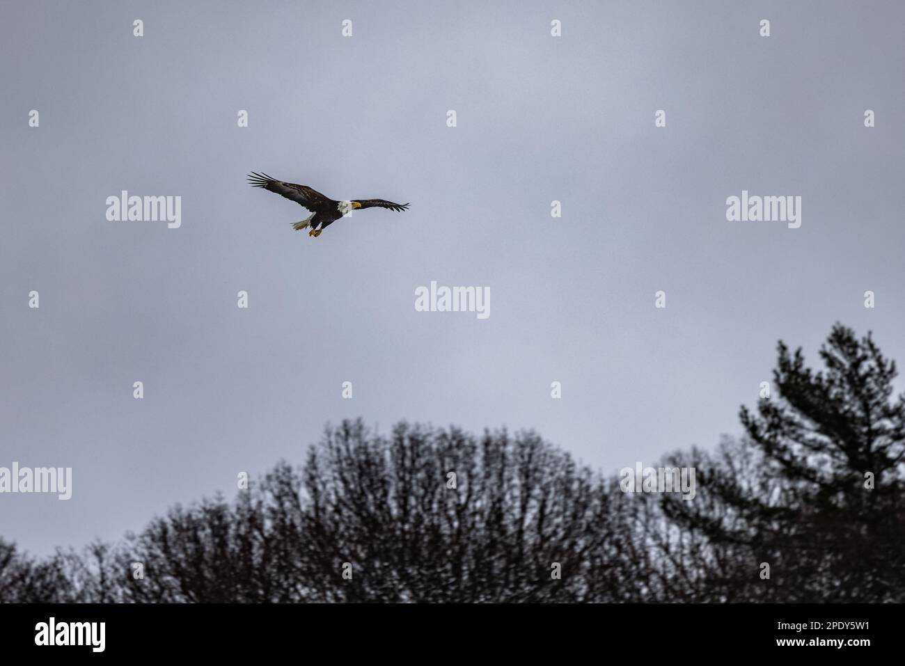 Bald eagle soaring through air hi-res stock photography and images - Alamy
