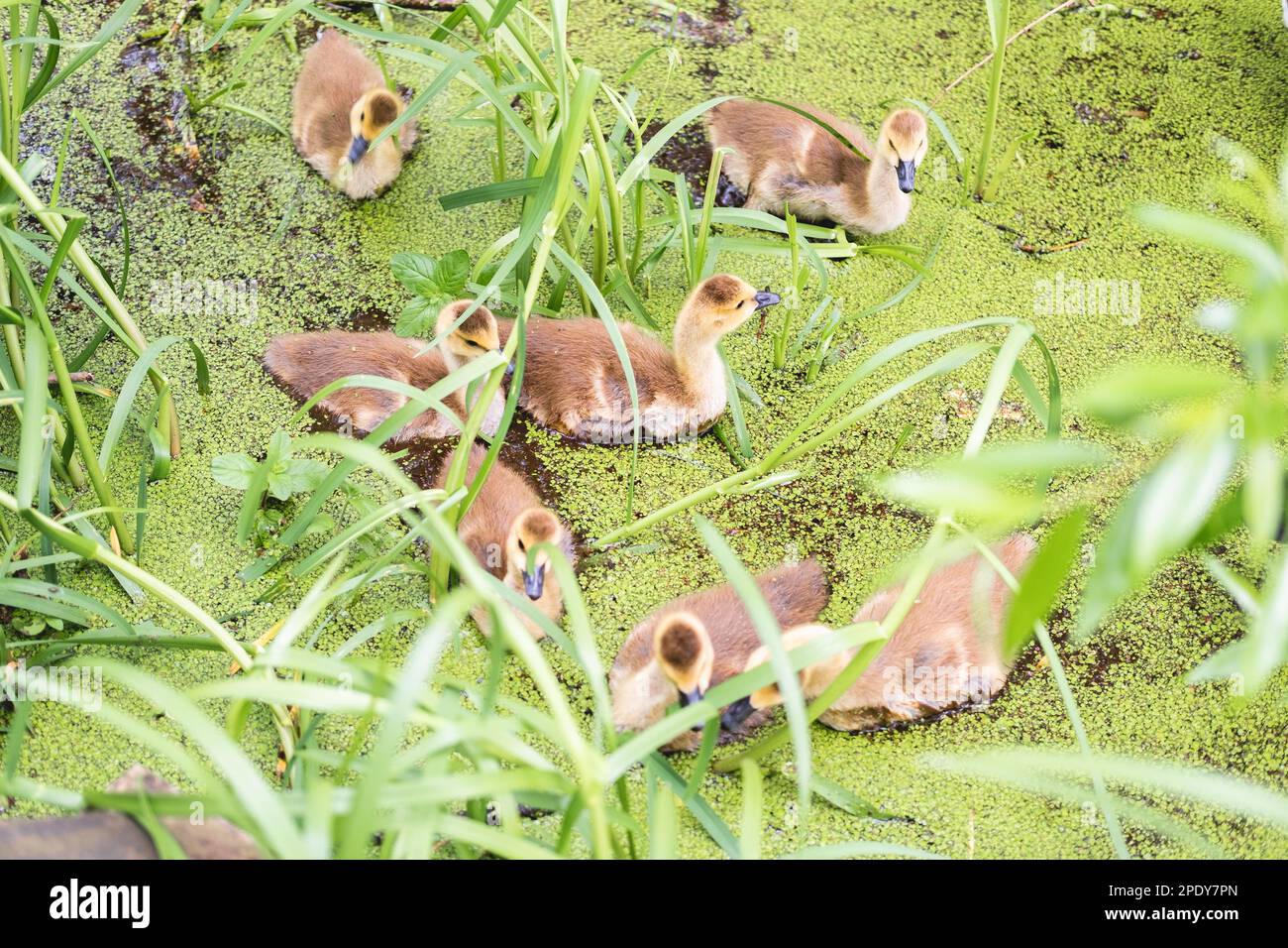 A group of seven ducklings swimming on a lake or pond surrounded by ...