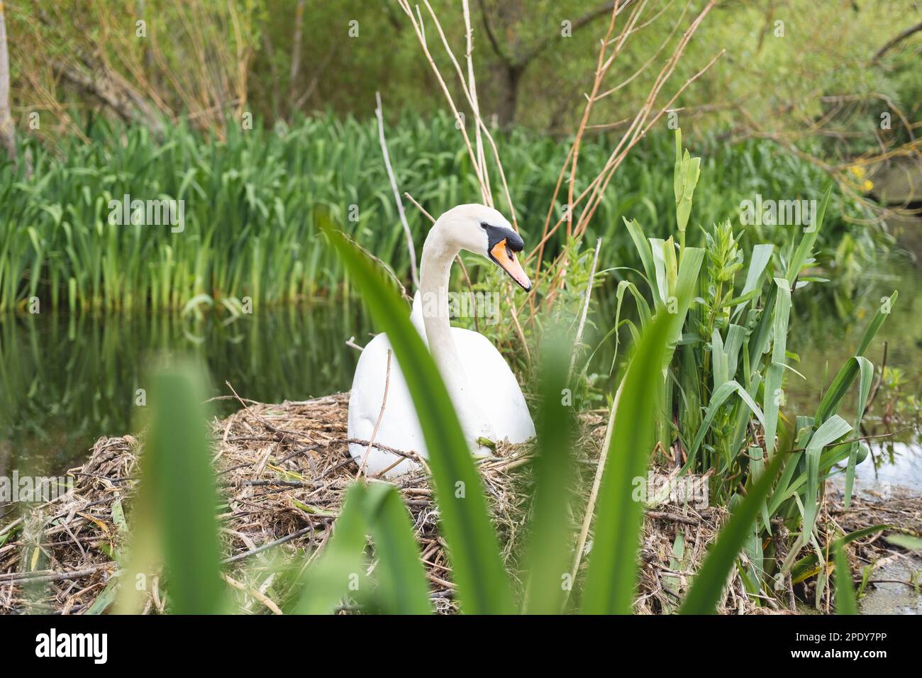 A white female swan resting on its nest next to a lake and surrounded ...